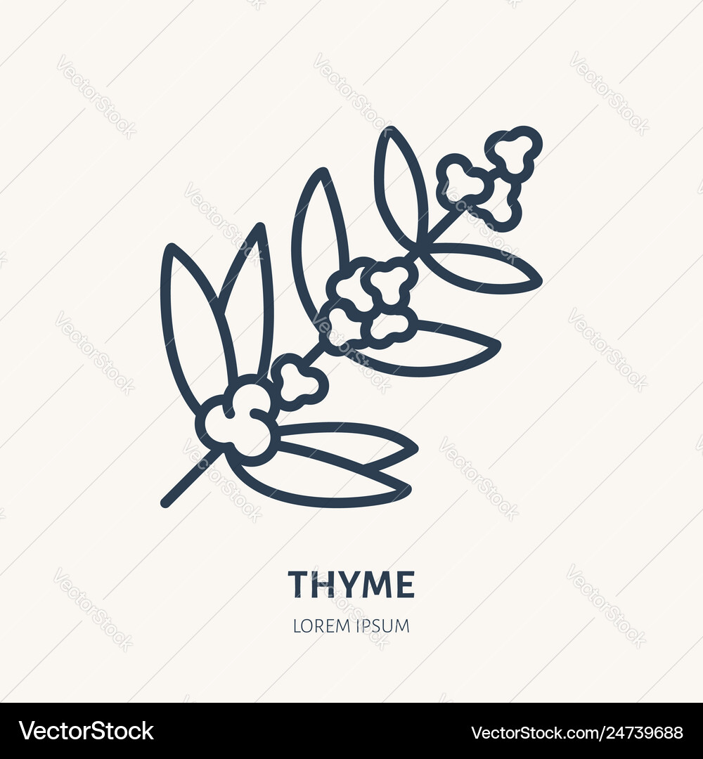 Thyme flower flat line icon medicinal plant Vector Image