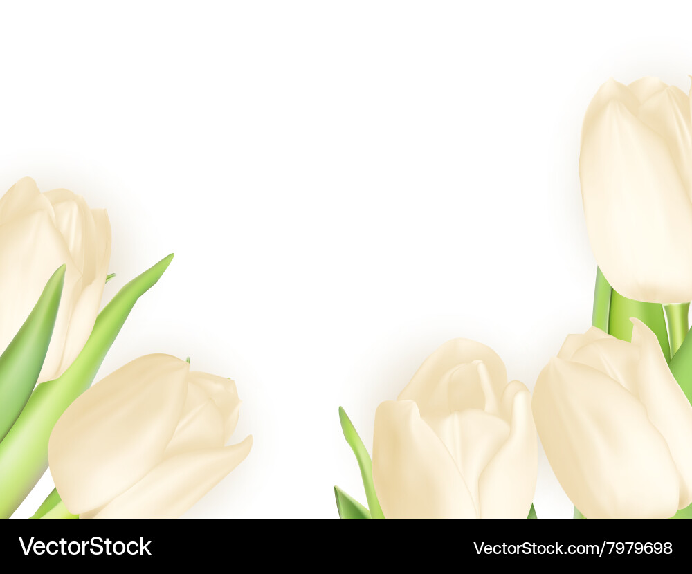 Bouquet of white tulips eps 10 Royalty Free Vector Image