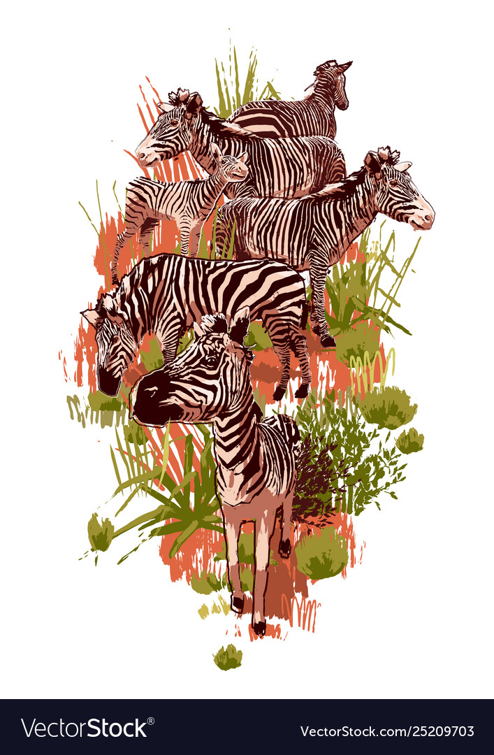 The herd zebras sowing in steppe landscape Vector Image The herd zebras sowing in steppe landscape Vector Image