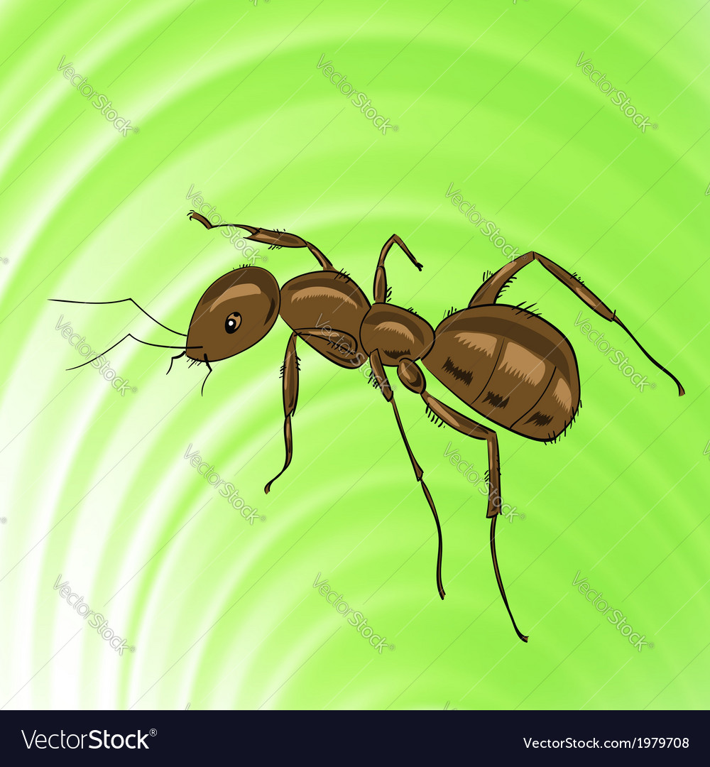 Ant Royalty Free Vector Image - VectorStock