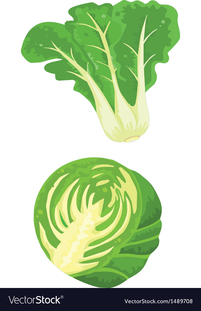 Cabbage and vegetables Royalty Free Vector Image
