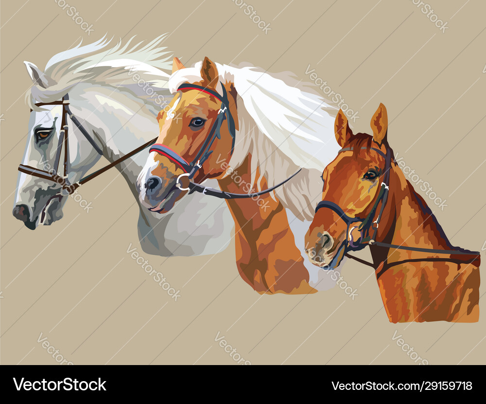 Horses in bridle Royalty Free Vector Image - VectorStock