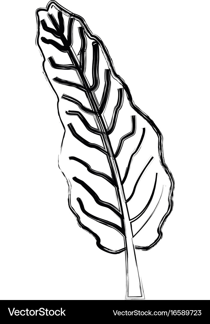 Exotic tropical leave botanical flora icon Vector Image