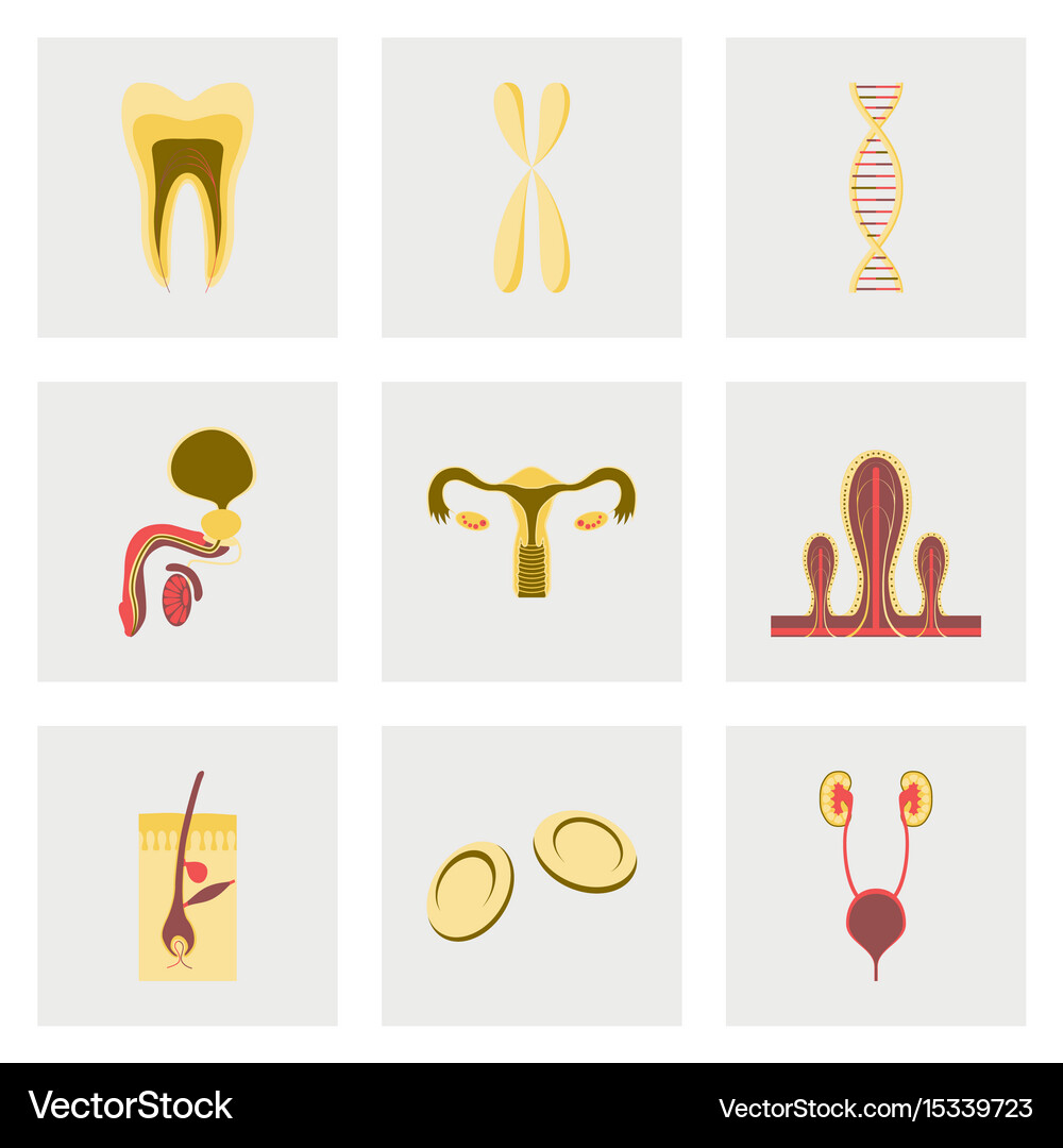Icons set in flat style human organs cell Vector Image