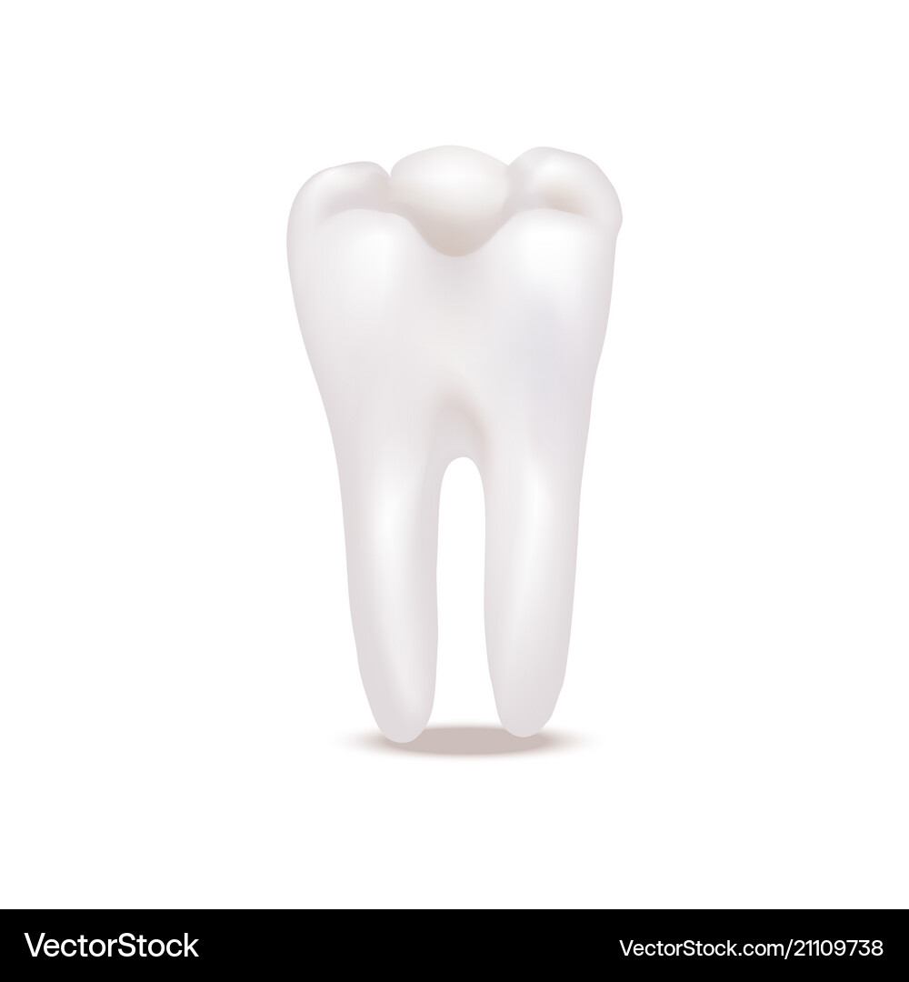 Realistic detailed 3d white healthy teeth Vector Image