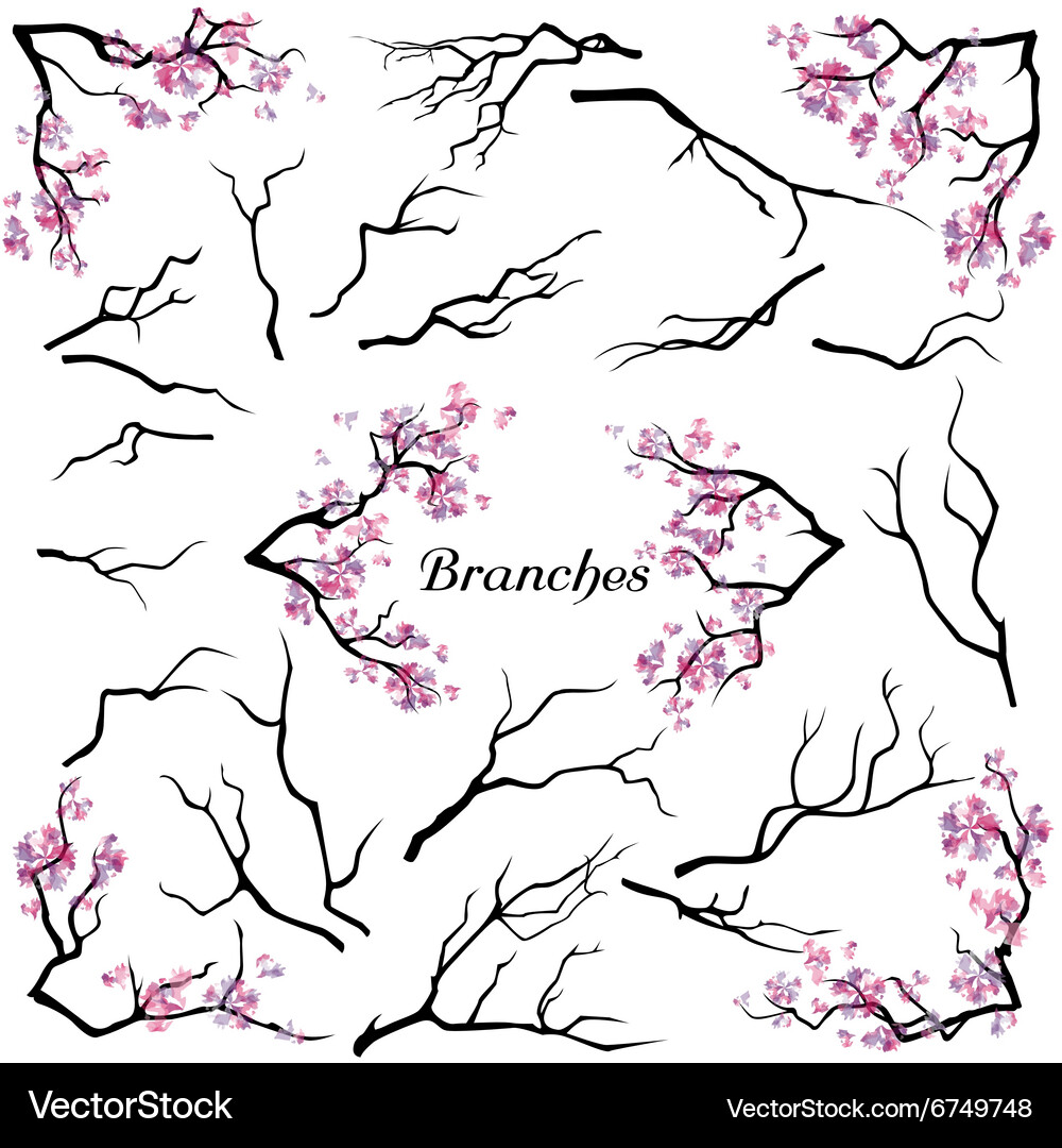 Set of branches isolated on white background Vector Image