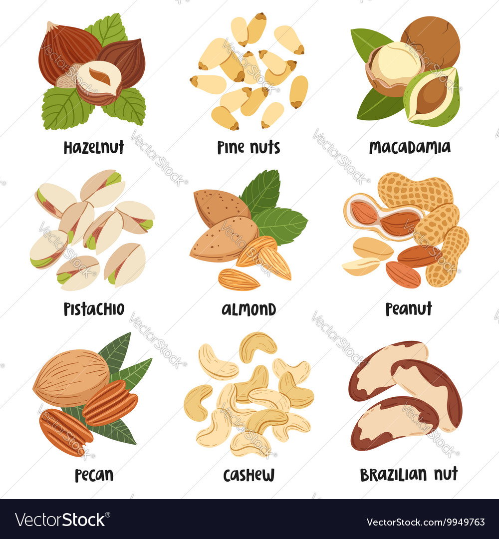 Nuts set Royalty Free Vector Image - VectorStock