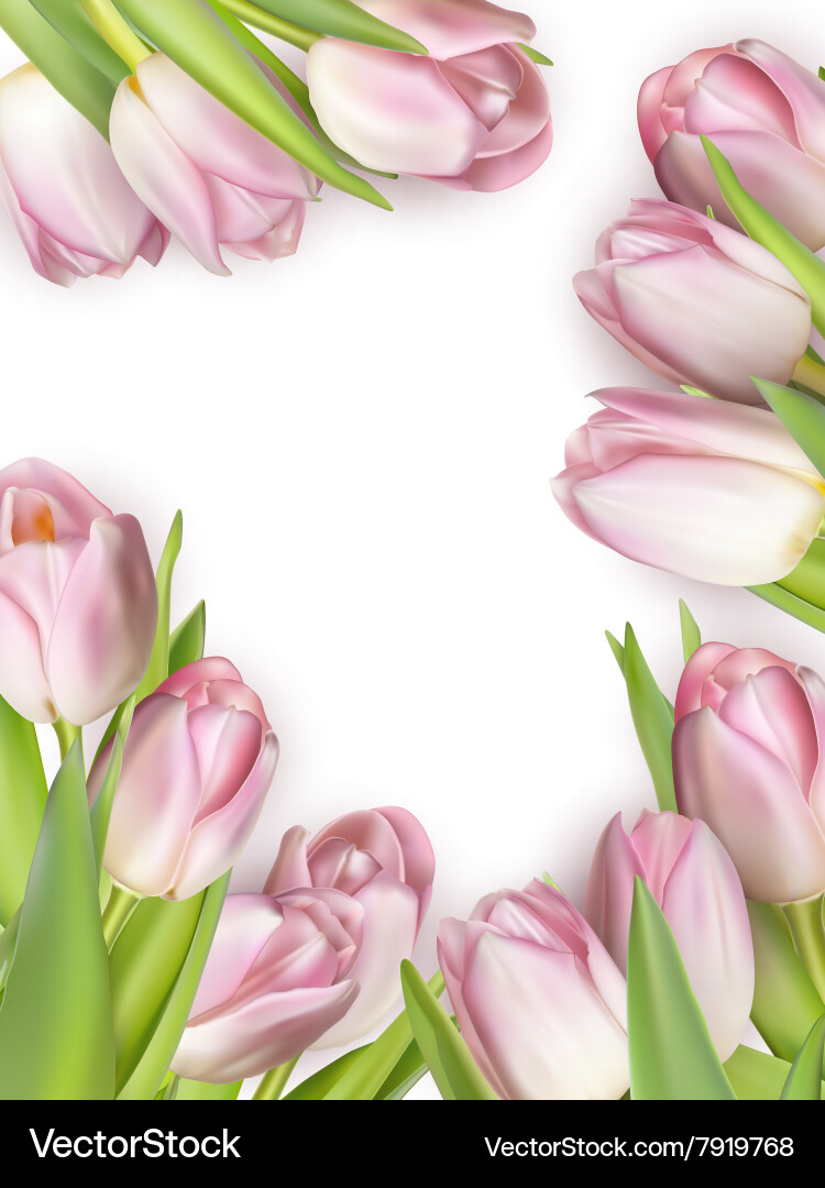 Pink fresh tulips on white eps 10 Royalty Free Vector Image