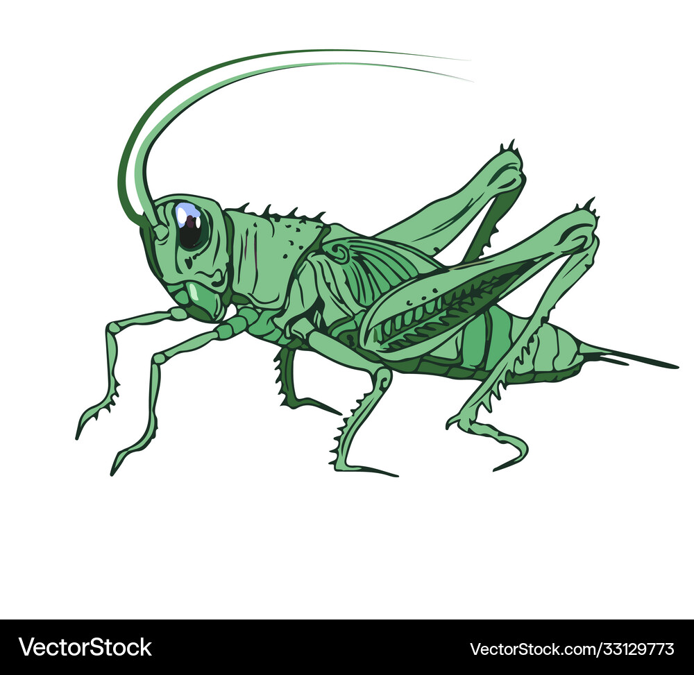 A cricket detailed color image Royalty Free Vector Image