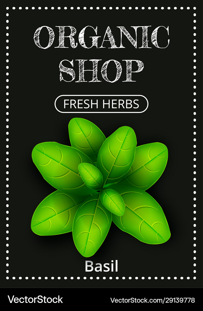 Vertical banner with a realistic green basil Vector Image