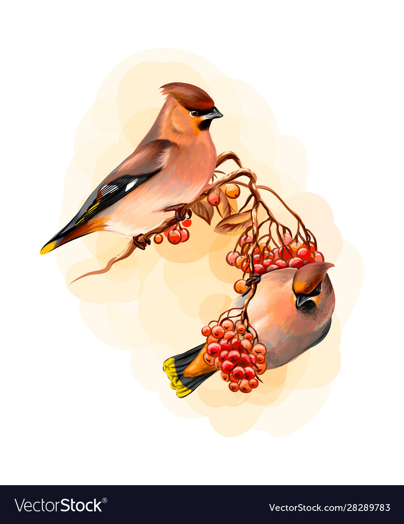 A pair beautiful winter birds waxwing bird Vector Image