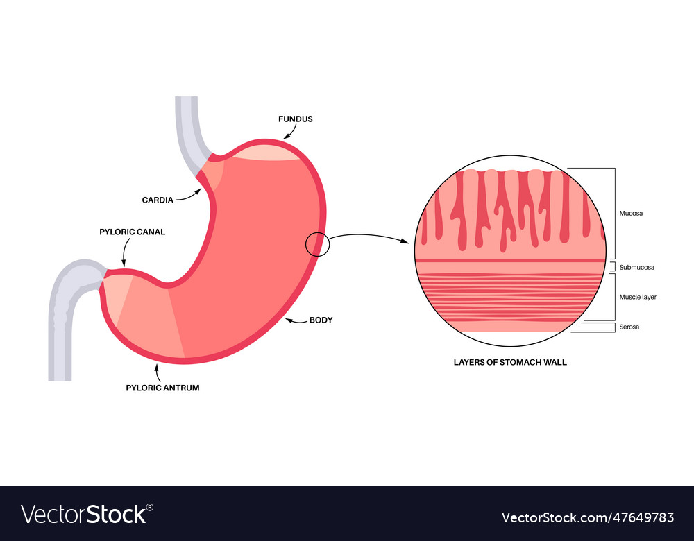 Mucous membrane structure Royalty Free Vector Image