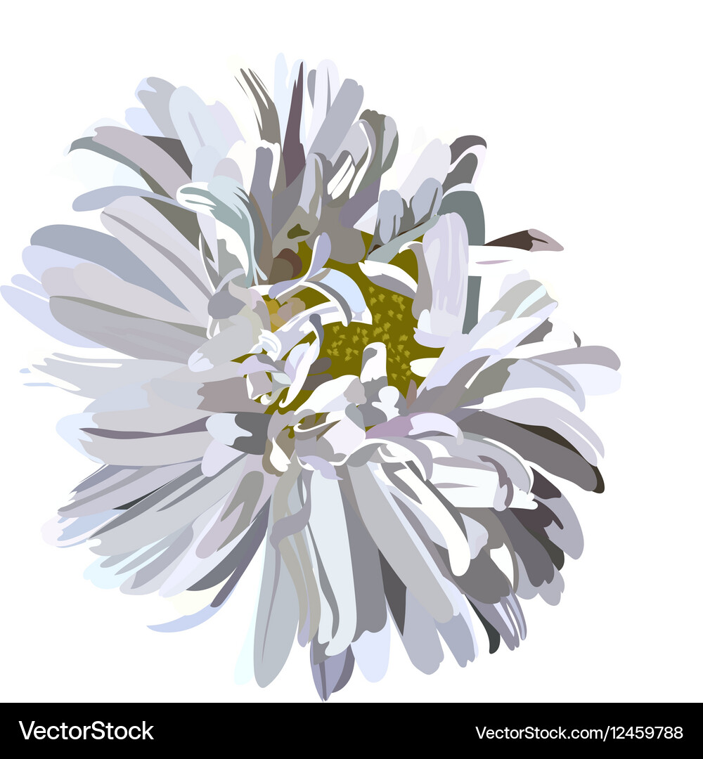 Beautiful aster flower isolated on white Vector Image