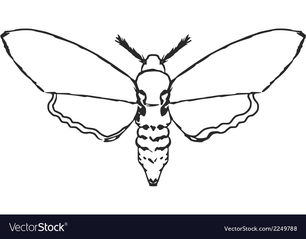 Moth Royalty Free Vector Image - VectorStock