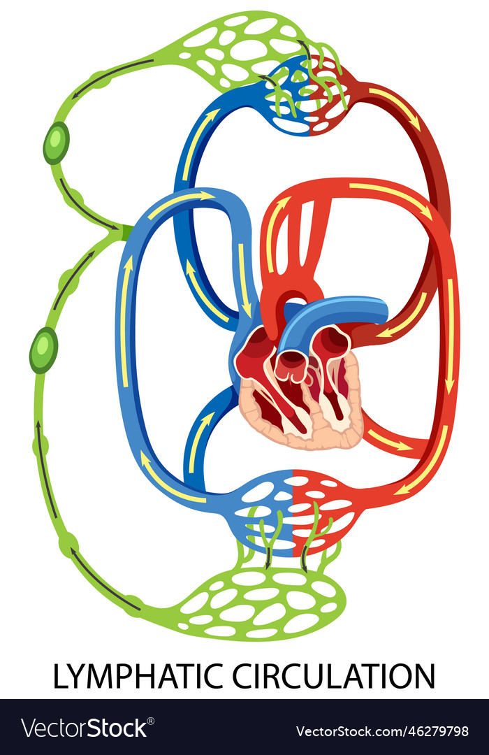 Lymphatic circulation system diagram Royalty Free Vector