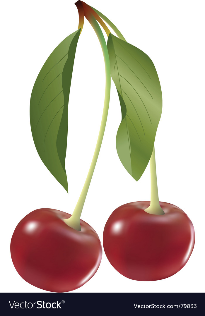 Cherry Royalty Free Vector Image - VectorStock