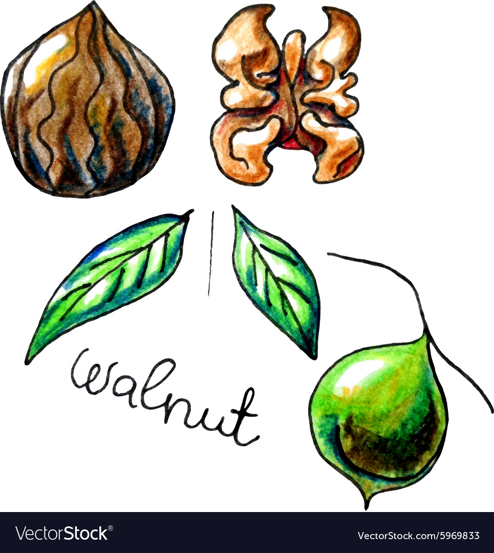 Walnut Royalty Free Vector Image - VectorStock