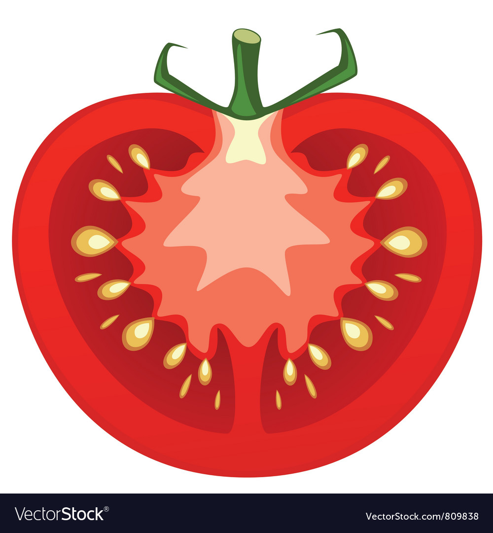 Tomato Royalty Free Vector Image - VectorStock Tomato Royalty Free Vector Image - VectorStock
