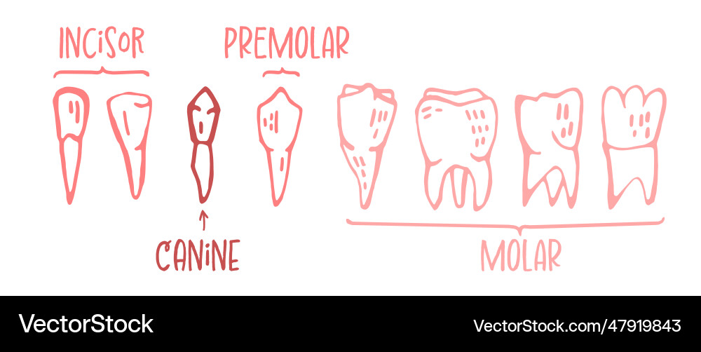 Adult tooth names chart editable Royalty Free Vector Image