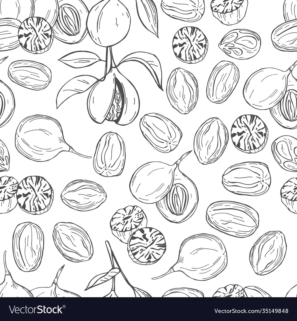 Hand drawn nutmeg pattern Royalty Free Vector Image