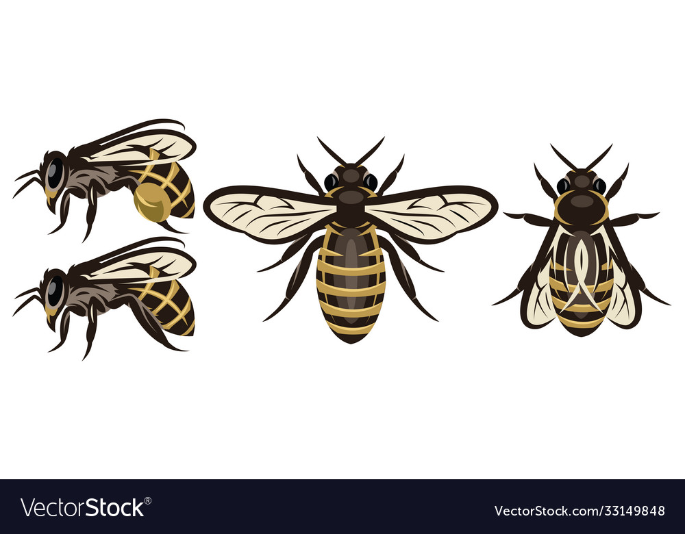 Set different bees design elements colored Vector Image