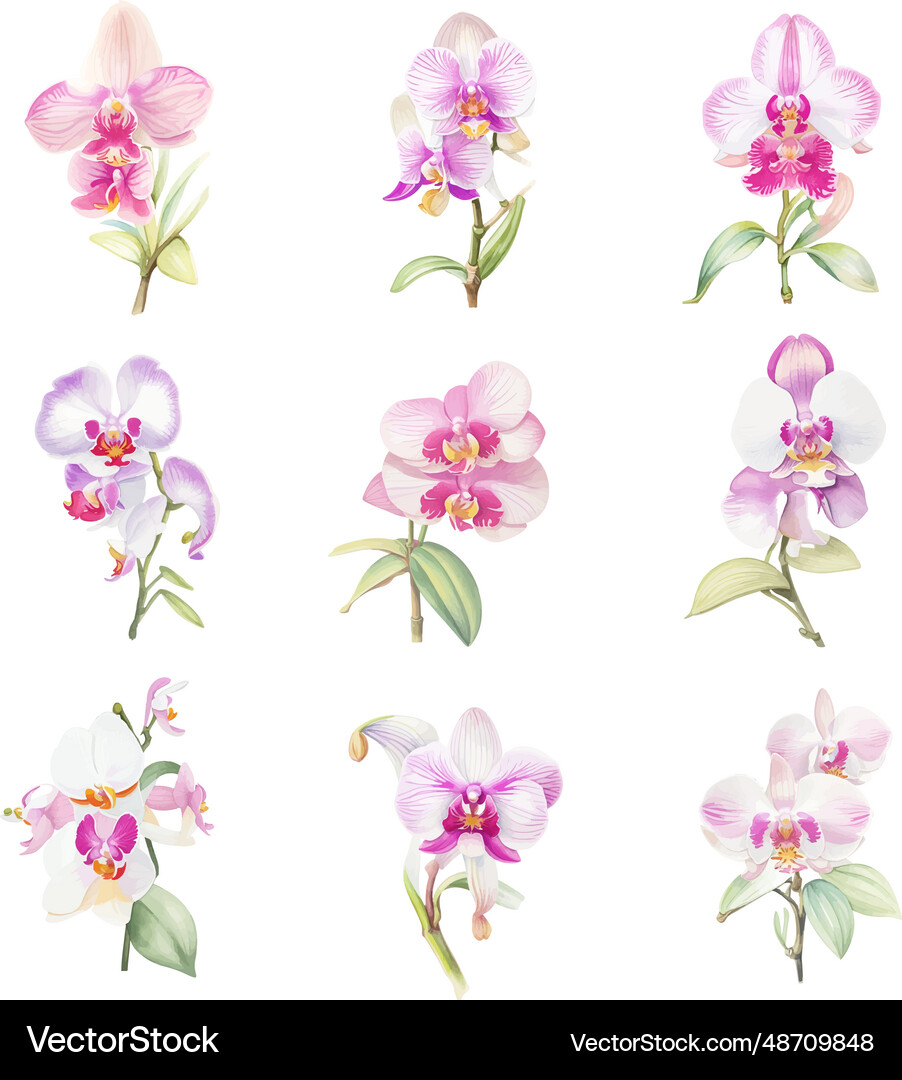 Set of pink orchids on white background Royalty Free Vector