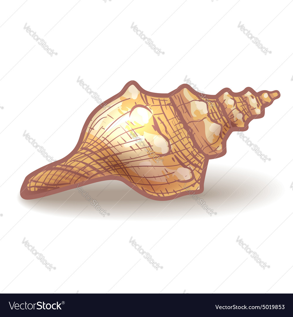 Shell Royalty Free Vector Image - VectorStock