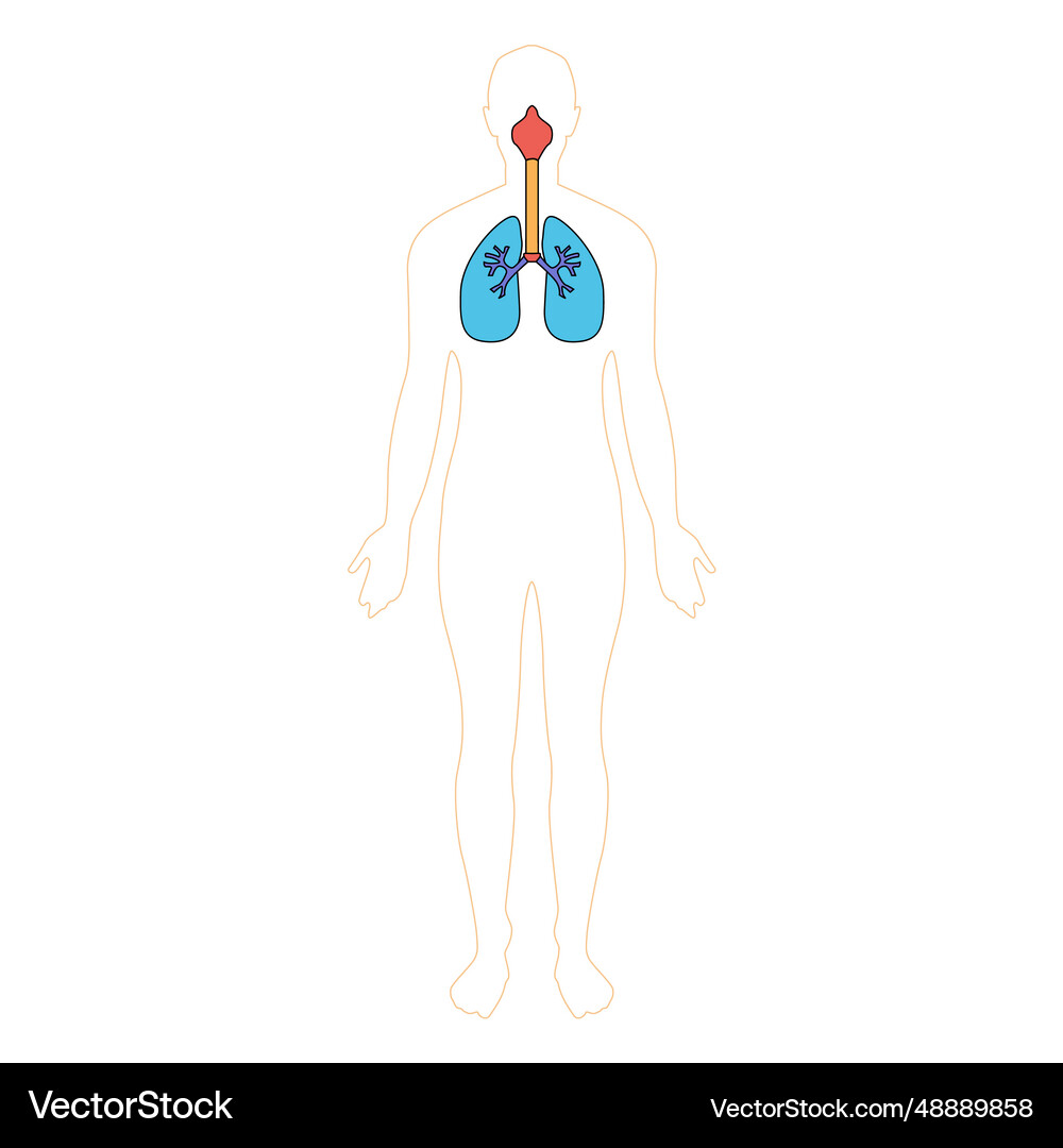 Human lungs respiration oxygen body Royalty Free Vector