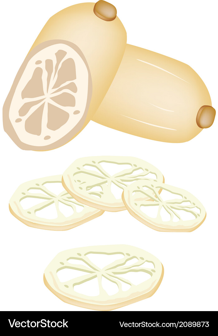 Sliced of lotus root on white background Vector Image