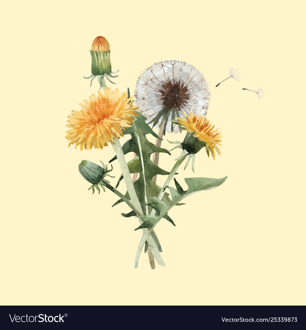 Watercolor dandelion blowball Royalty Free Vector Image