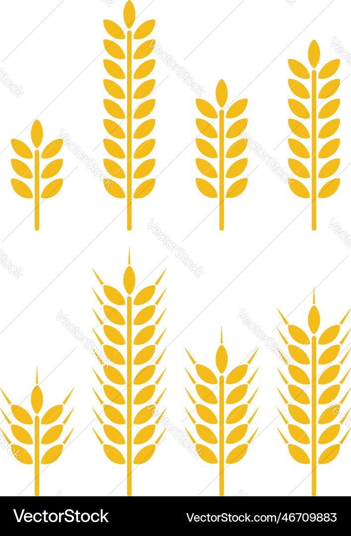 Bunch of wheat or rye ears Royalty Free Vector Image