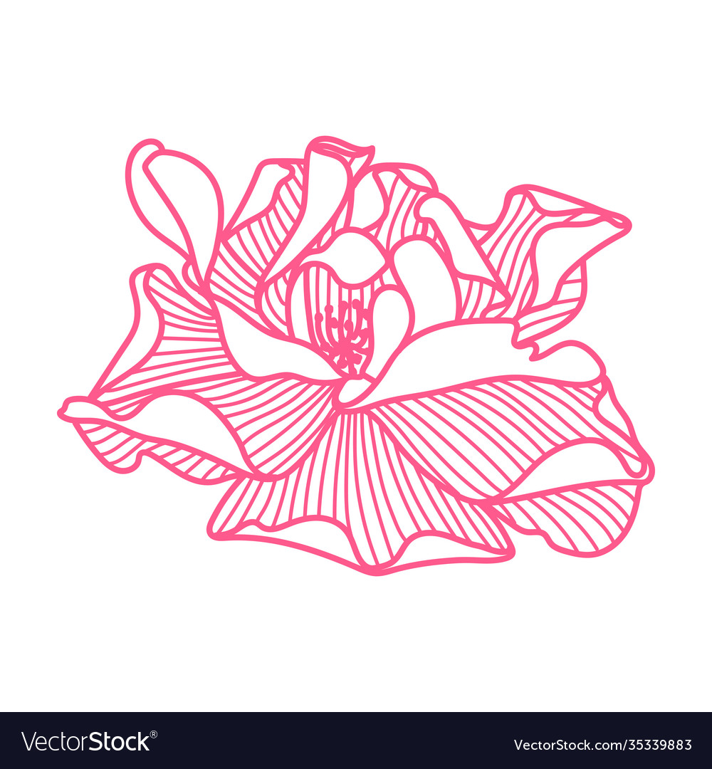 Delicate rose Royalty Free Vector Image - VectorStock