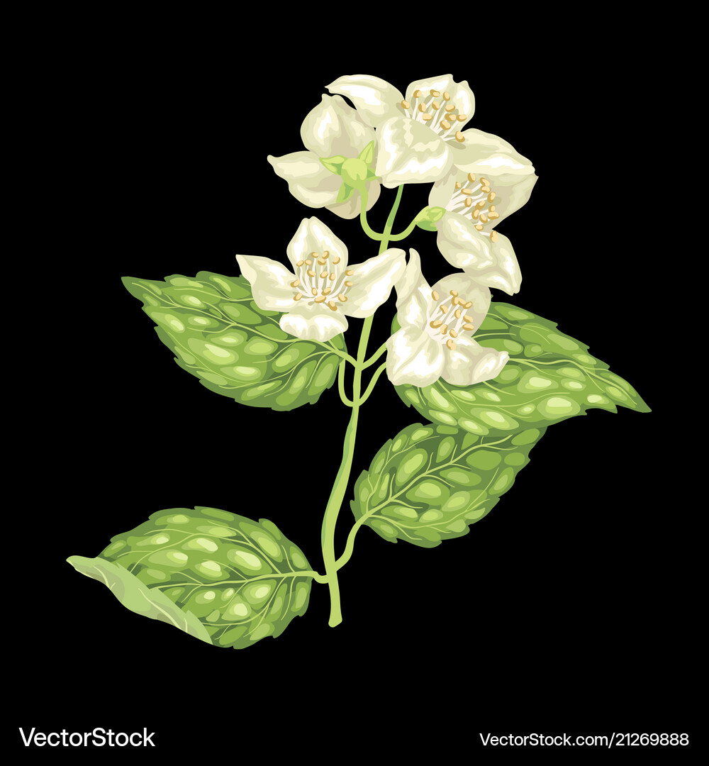Jasmine branch graphic on the black Royalty Free Vector