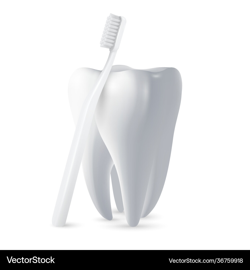 3d realistic toothbrush and tooth closeup Vector Image