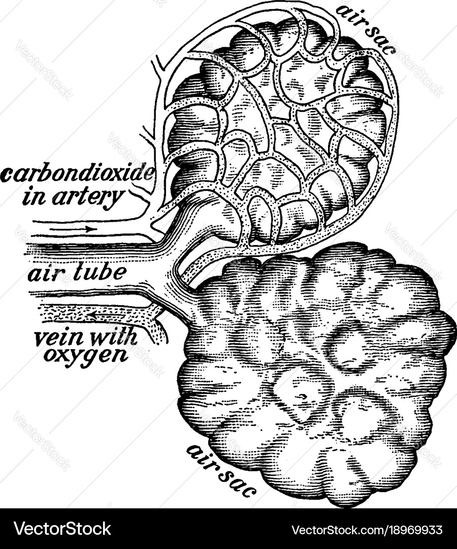 Air sacs from the lungs vintage Royalty Free Vector Image