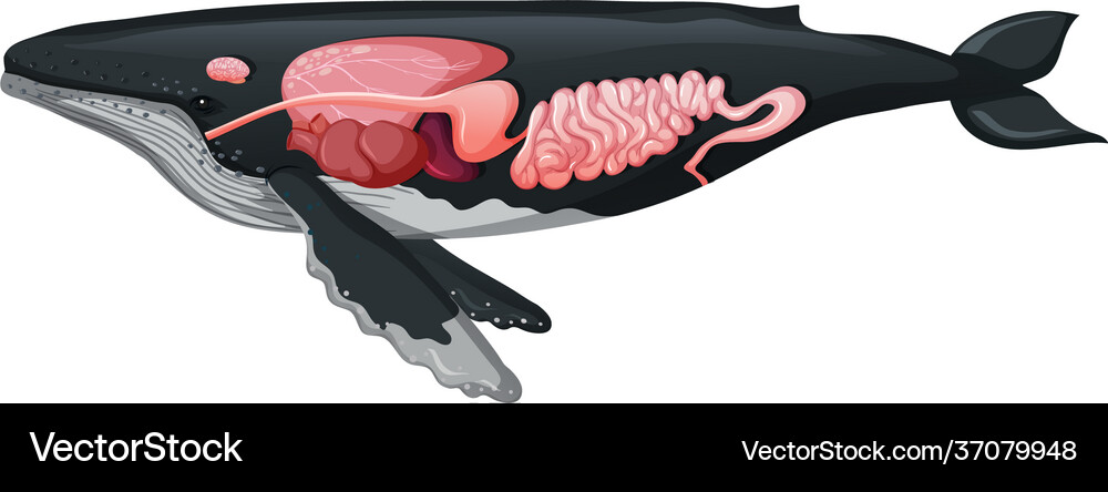 Whale Digestive System Whale Swallows Man: Can A Whale Swallow A