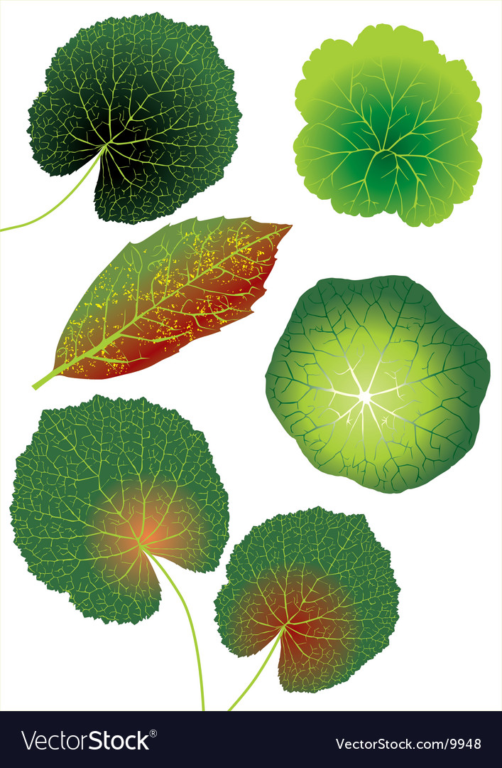 Leaf Royalty Free Vector Image - VectorStock