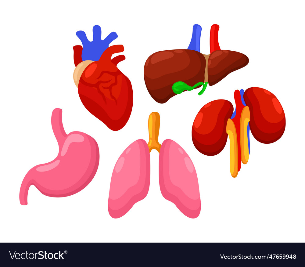 Organs Royalty Free Vector Image - VectorStock