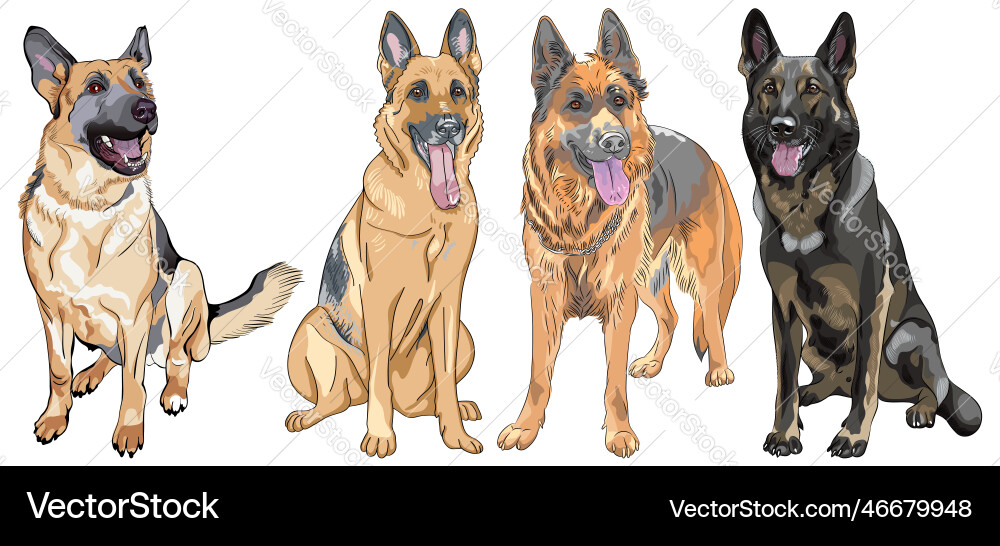 Set of shepherd dogs Royalty Free Vector Image