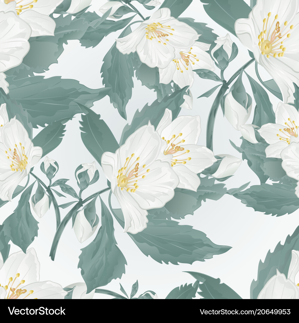 Seamless texture twig jasmine flower and buds Vector Image