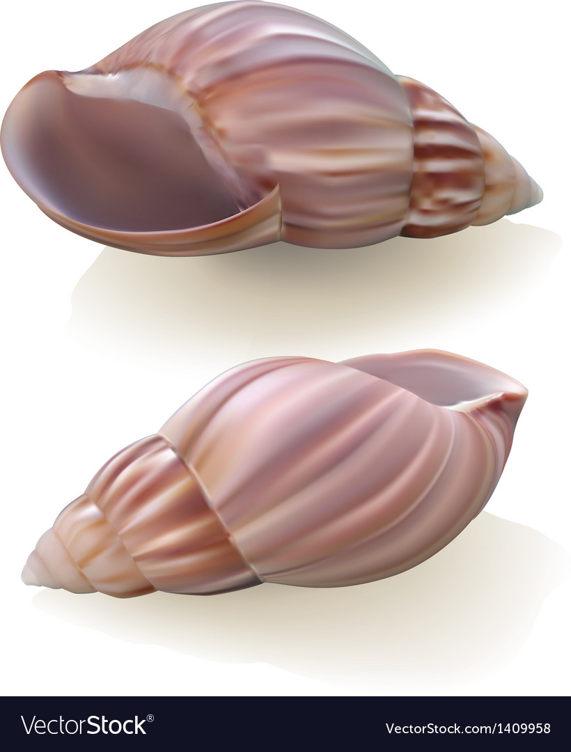 Seashells Royalty Free Vector Image - VectorStock