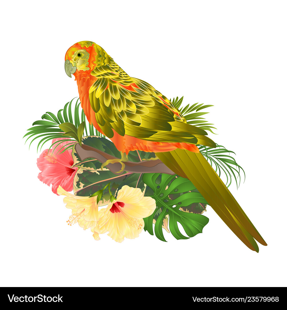 Bird sun conure parrot home pet parakeet Vector Image