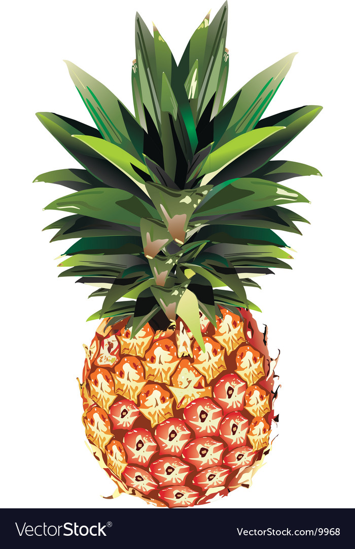 Pineapple Royalty Free Vector Image - VectorStock