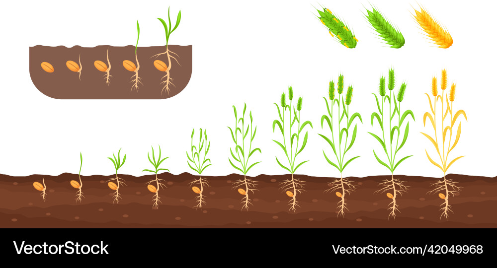 Wheat growth stages germination sedding plant Vector Image