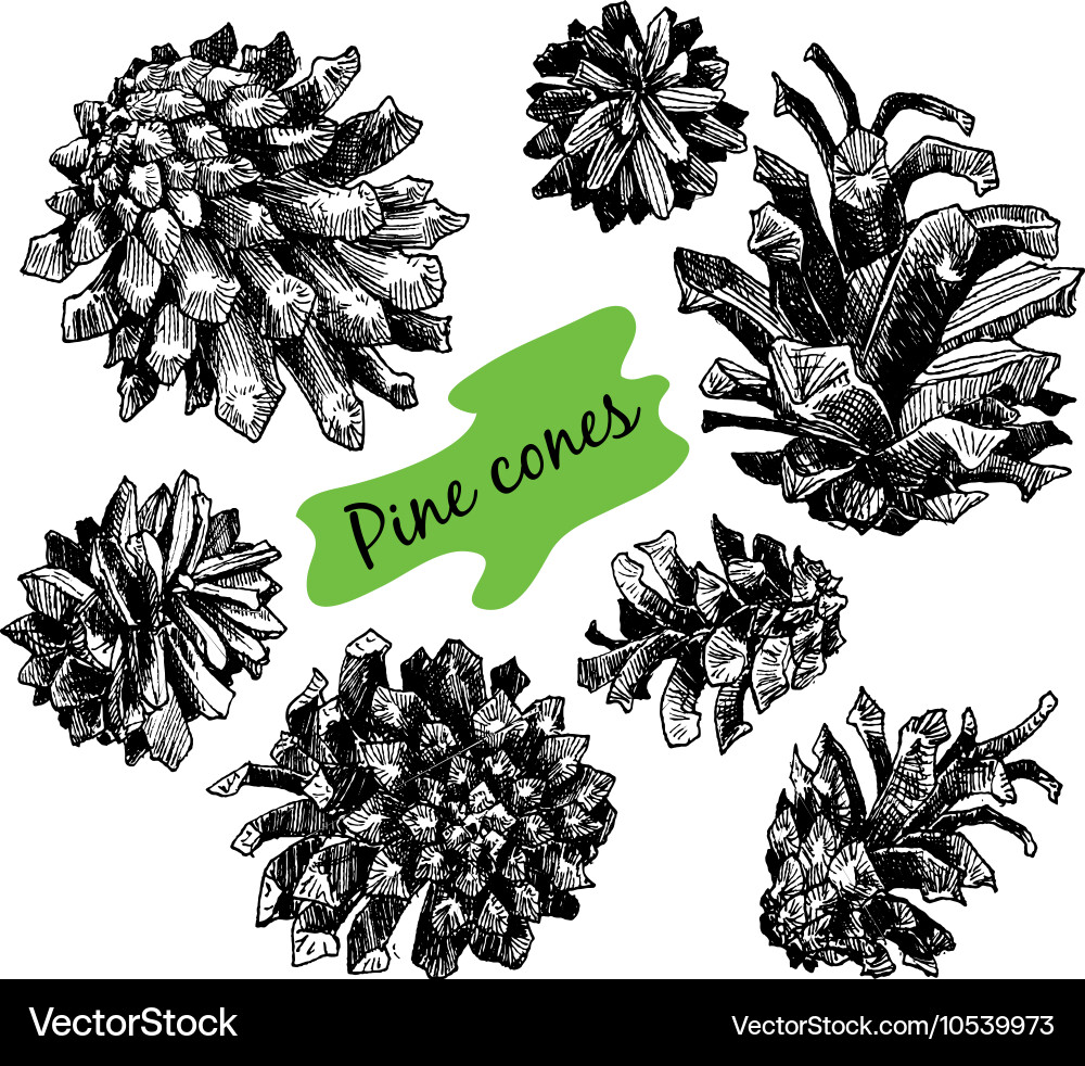 Collection of drawn pine cones Royalty Free Vector Image