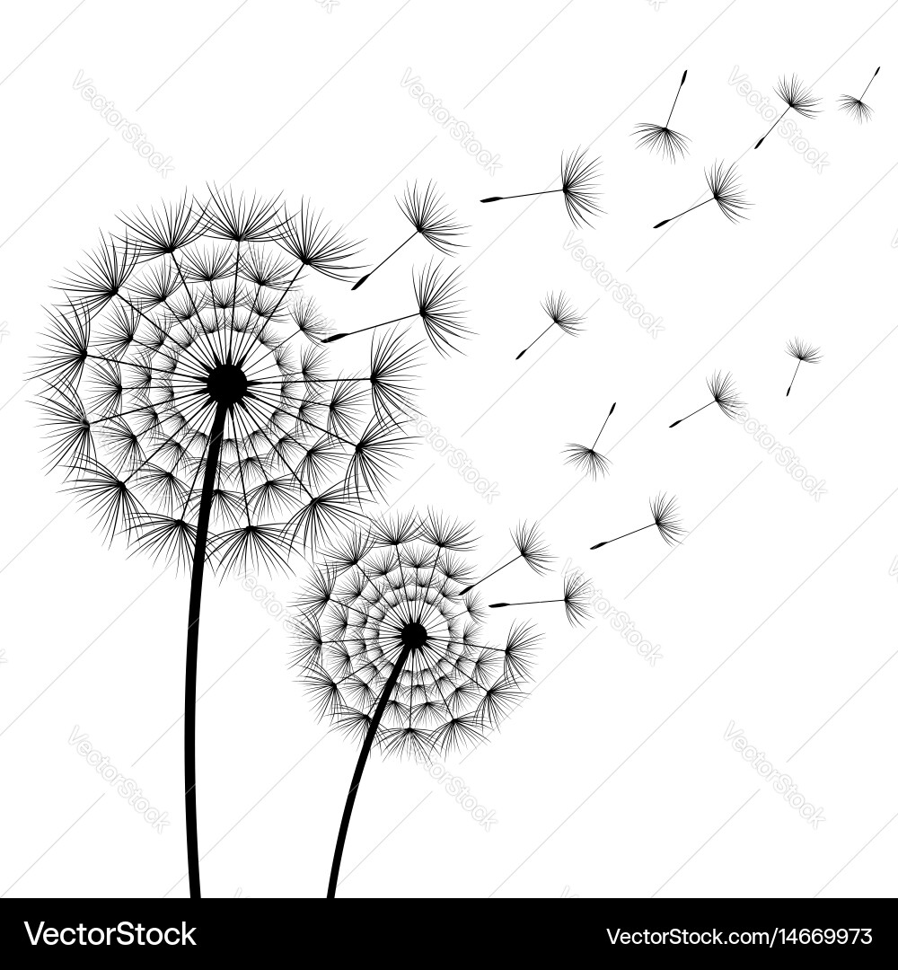Two stylized decorative flower dandelion Vector Image