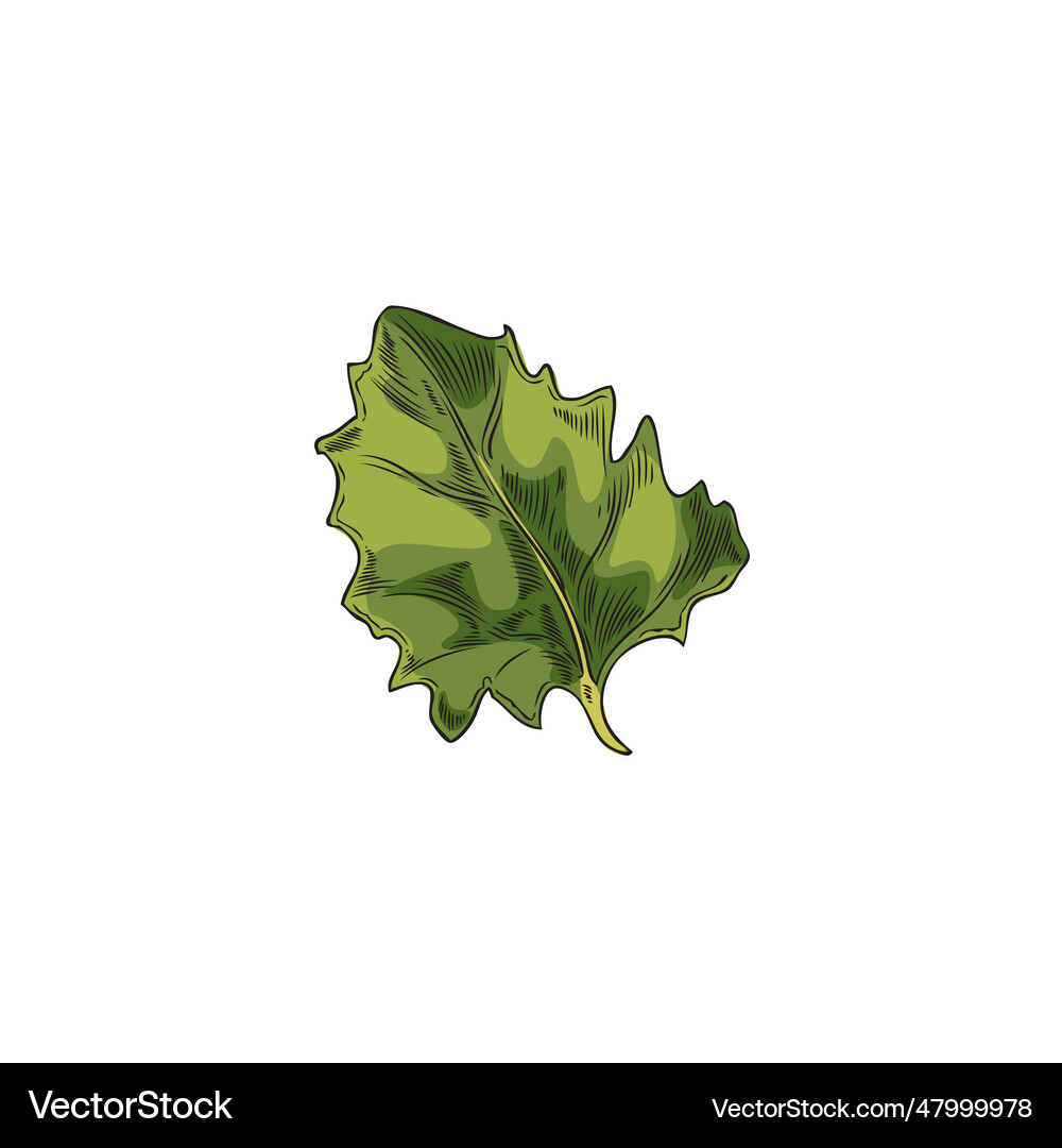 Hand drawn green quinoa leaf sketch style Vector Image