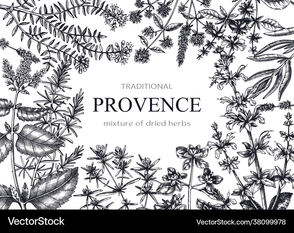 Traditional provence herbs banner design frame Vector Image
