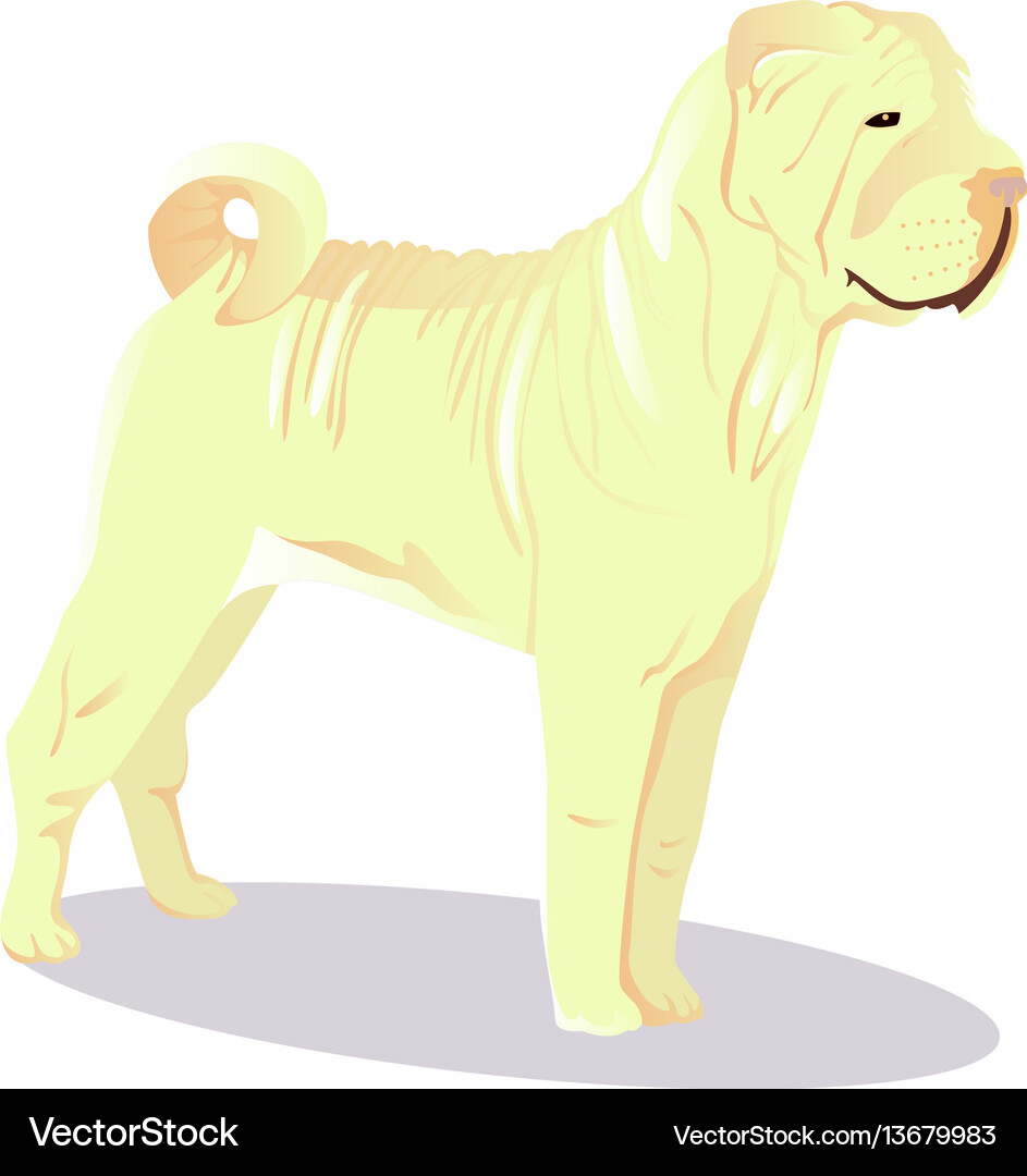 Chinese shar pei white dog Royalty Free Vector Image