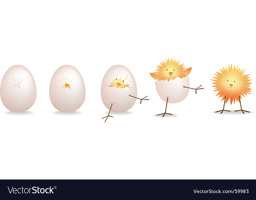 Hatching chick Royalty Free Vector Image - VectorStock